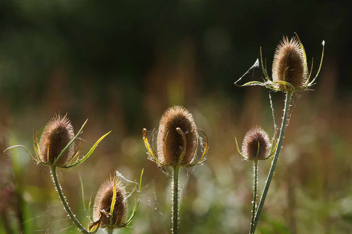 ‘Besom ling and teasel burrs’: John Clare and Botanising | English ...